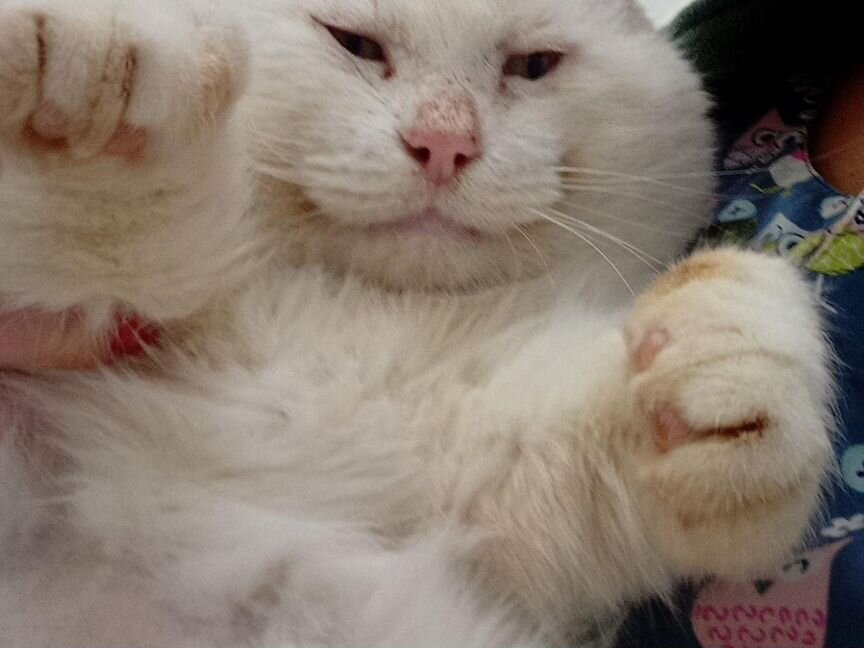 Котик