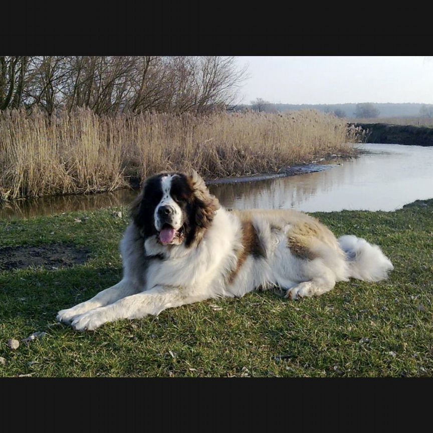 Московская сторожевая в добрые руки