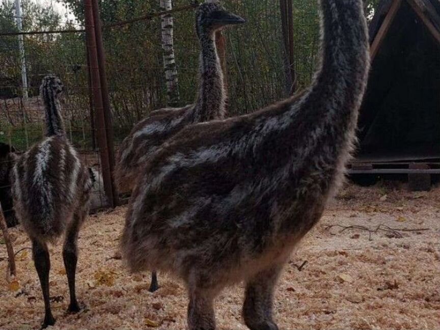 Птицы страусы