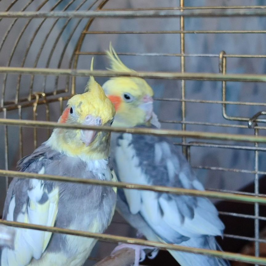 Попугай корелла с клеткой