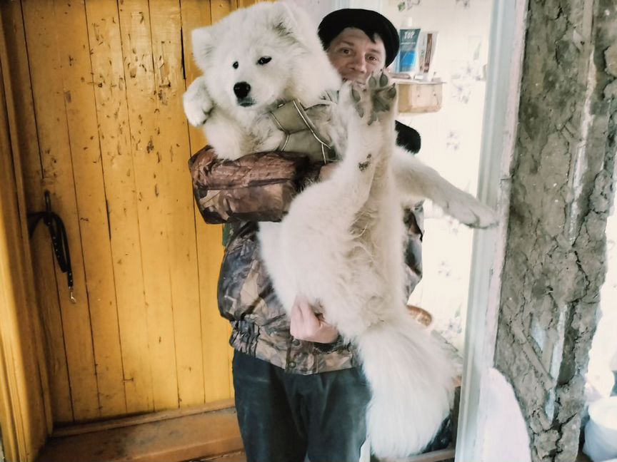 Самоедская лайка