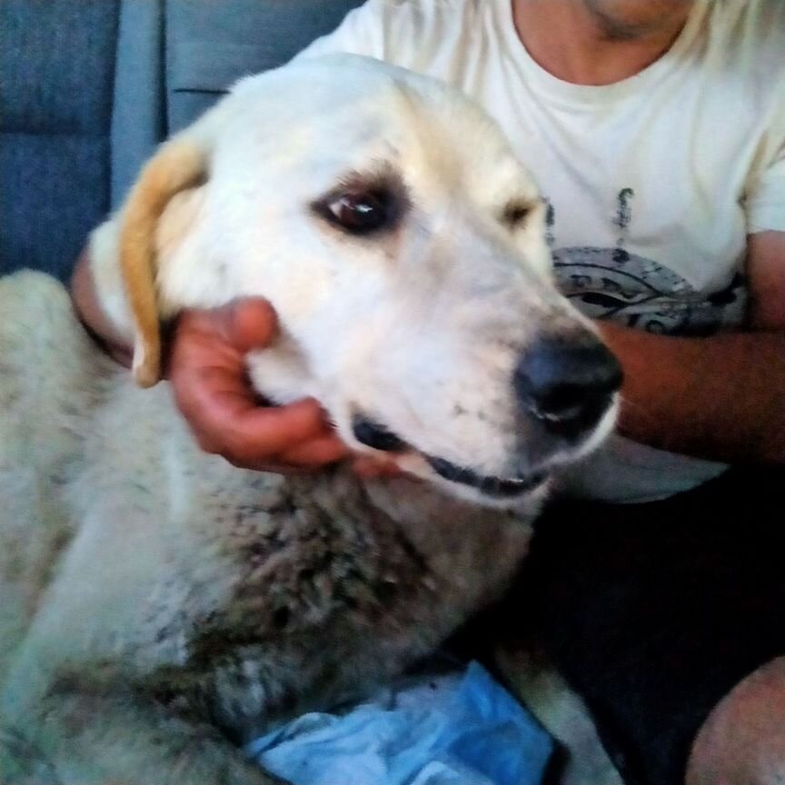 Снежка ищет дом