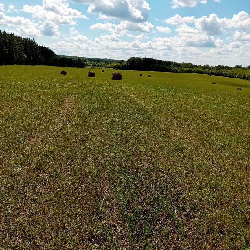 Продам сено в рулонах или обмен на зерно