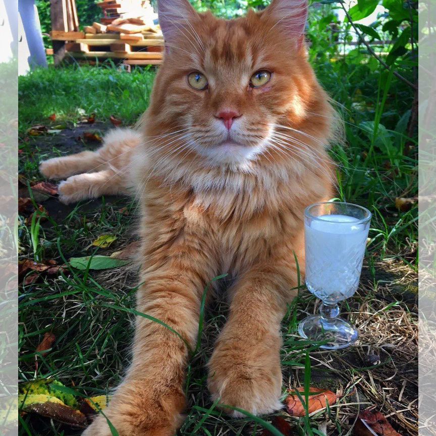 Мейн-кун, взрослый кот