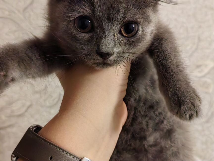 Отдадим котят - девочек