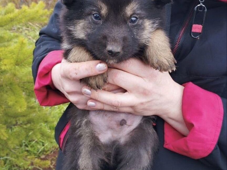 Щенки 1,5мес