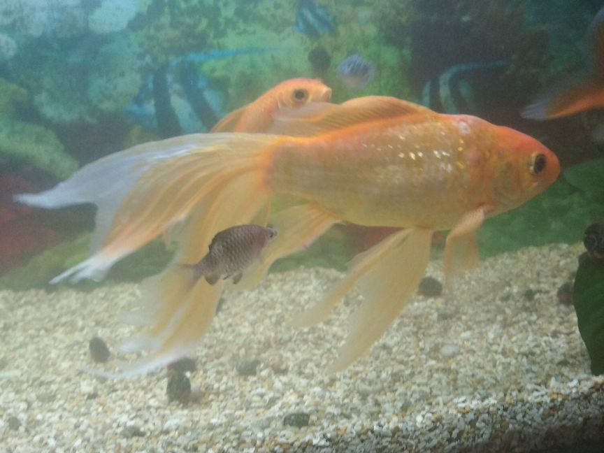 Рыба Золотая Комета