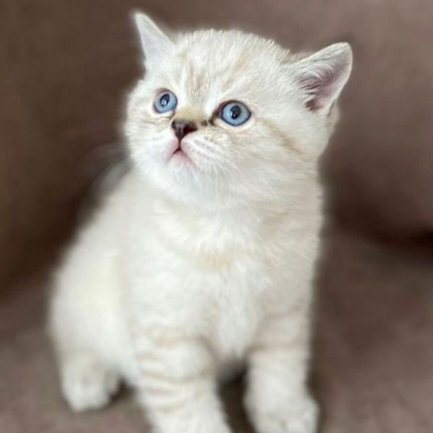 Шикарные Голубоглазые Плюшки