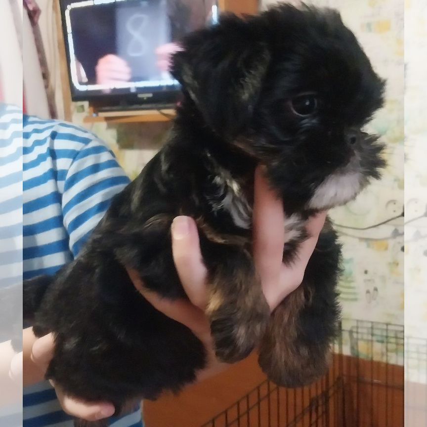 Бельгийский гриффон, щенок