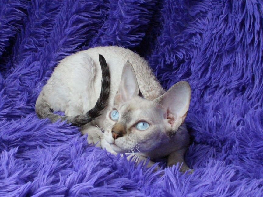 Девон-рекс WCF