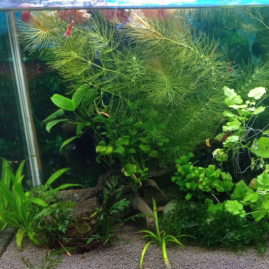 Аквариумное растение