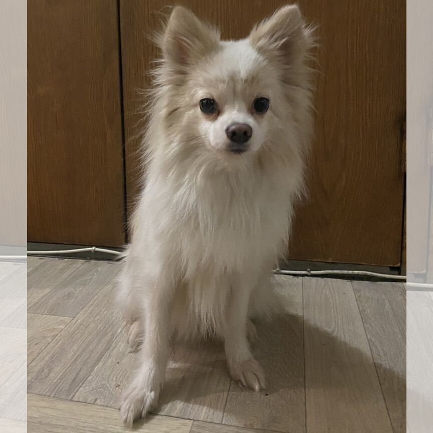 Немецкий шпиц, щенок