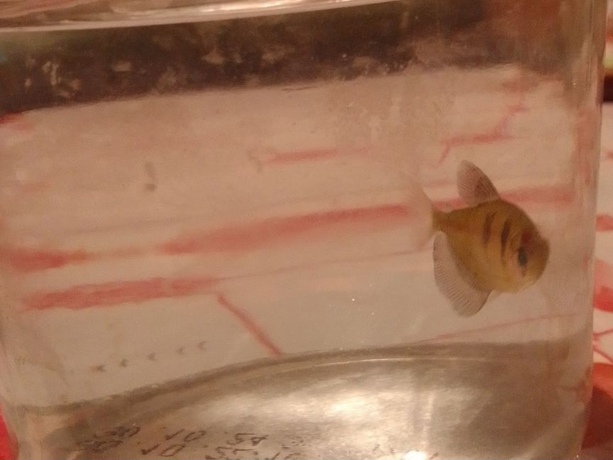 Аквариумная рыбка тернеция