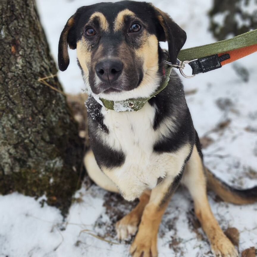 Щенок инвалид в добрые руки