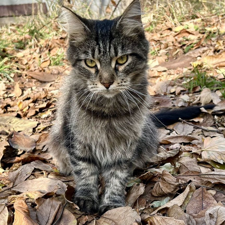 Кошечка в добрые руки с улицы