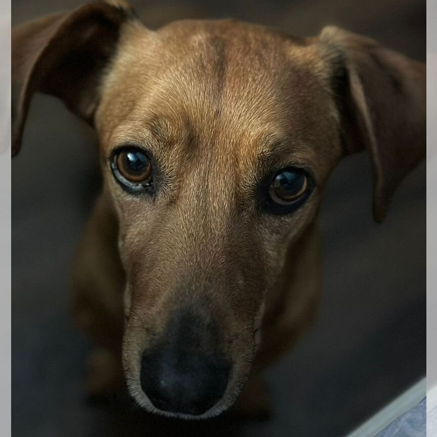 Такса, взрослый пёс