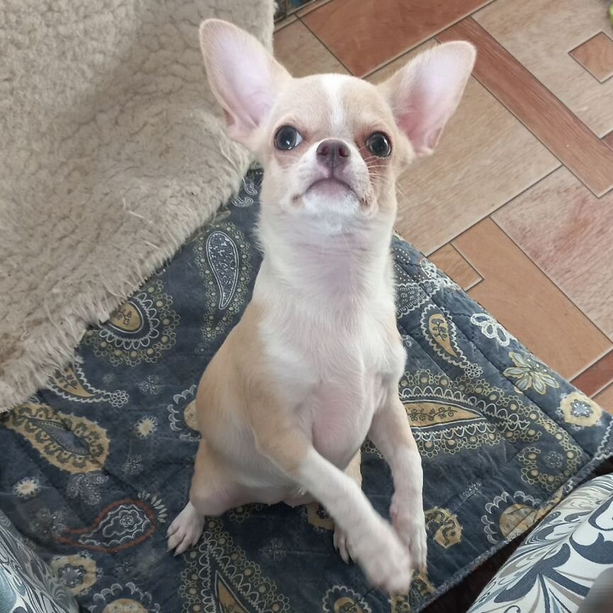 Чихуахуа девочка