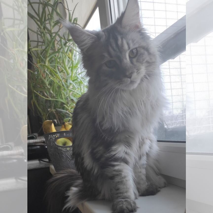 Кошки породы Мейн кун
