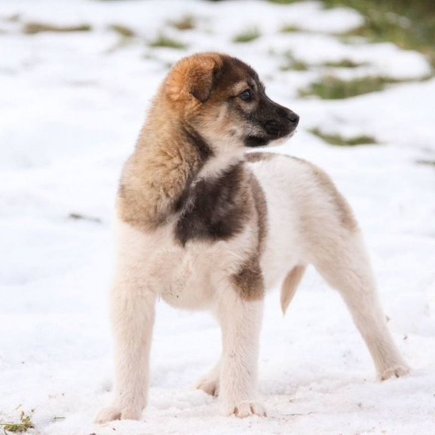 Крепышка Агата