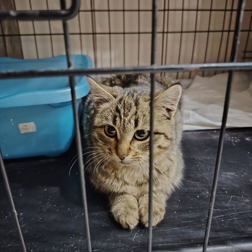 Отдам красотку в добрые ручки