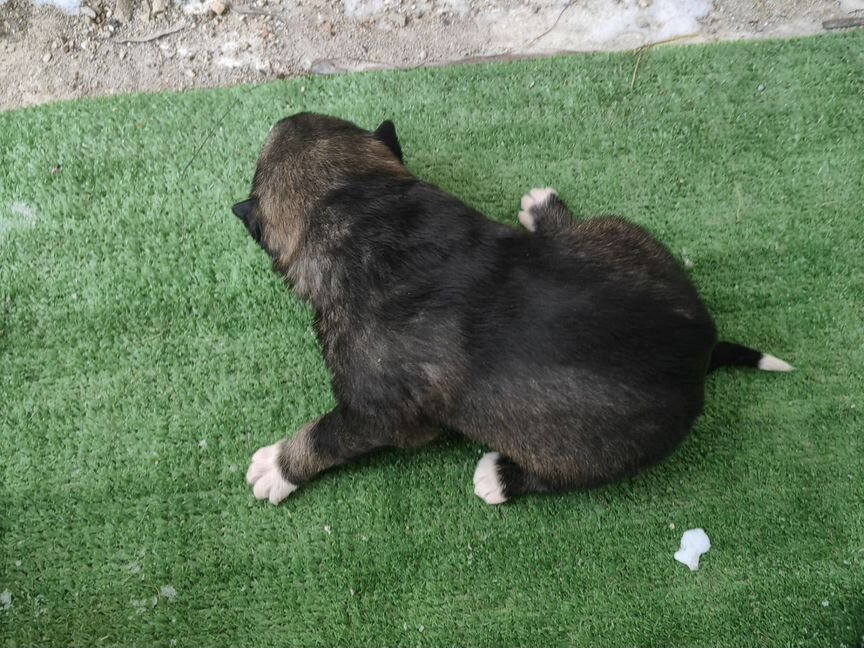 Щенки лайки зсл