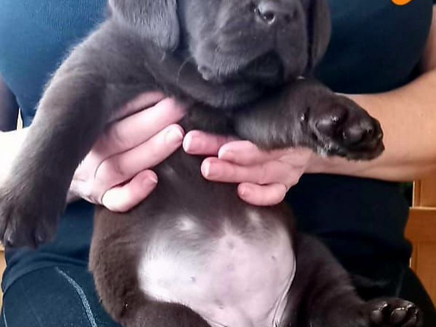 Шоколадная девочка Лабрадора