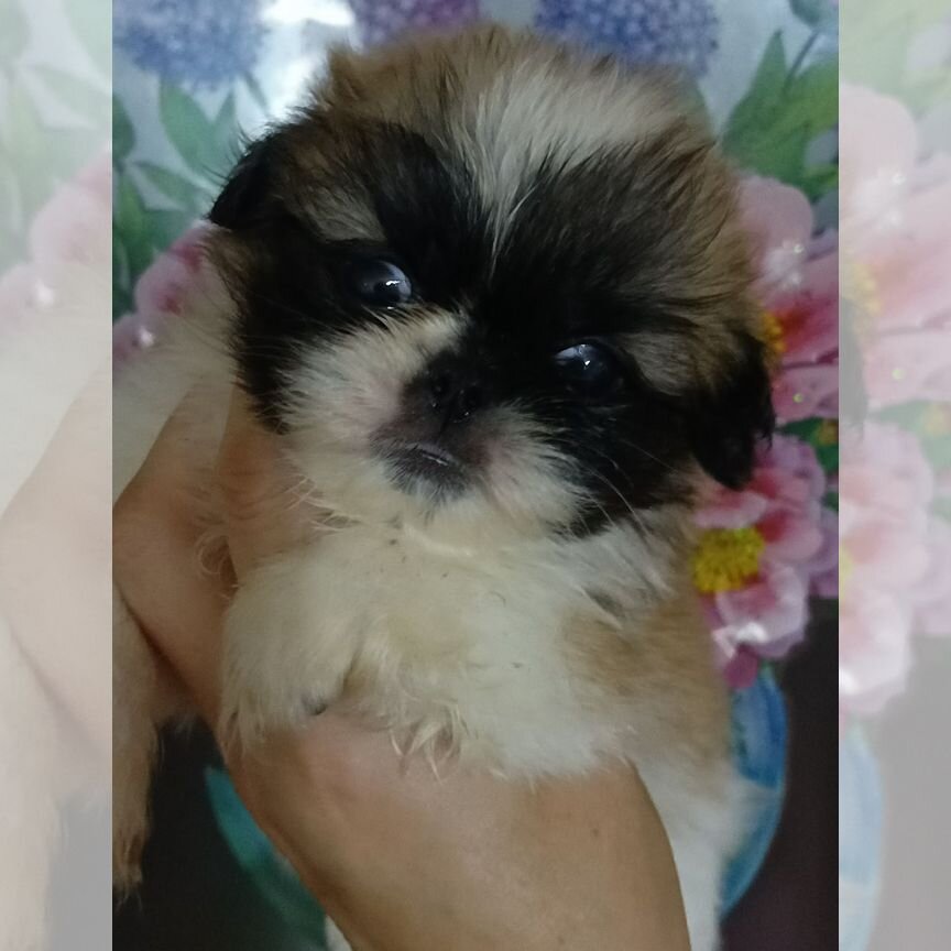 Мини пекинесочки девочки