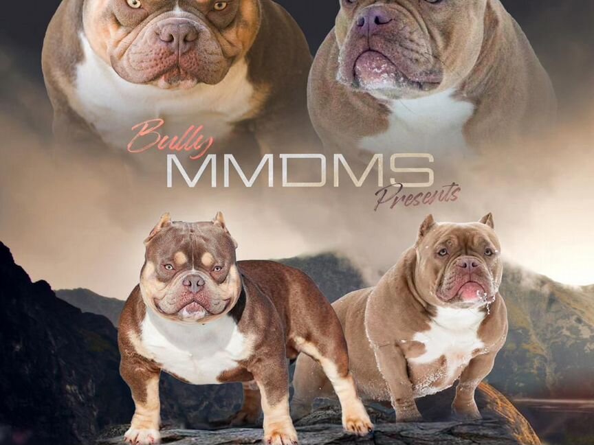 Американский булли