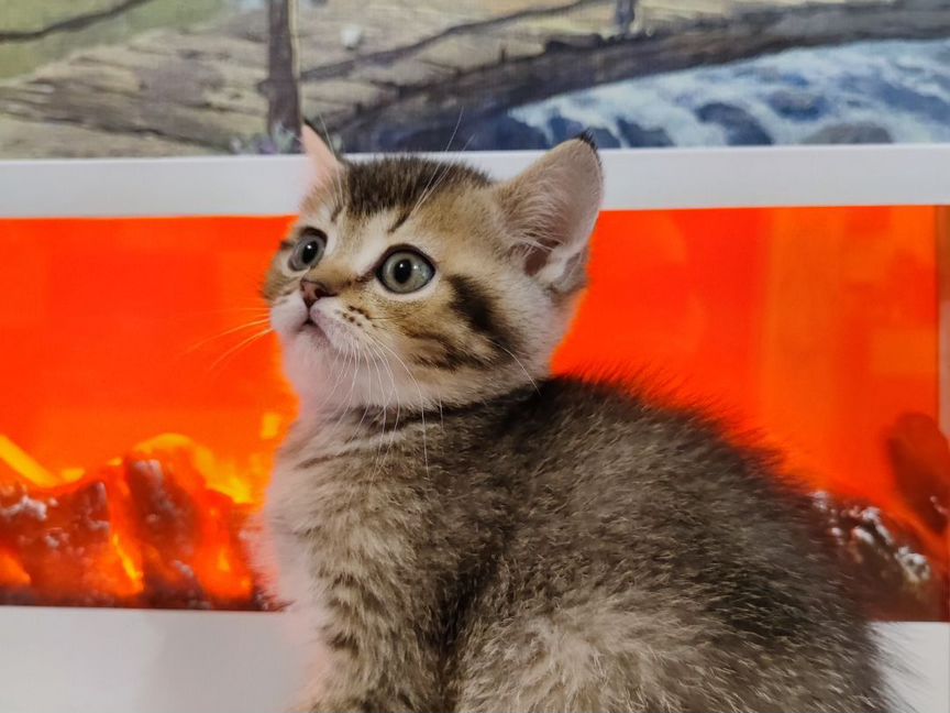 Британская кошка в дар