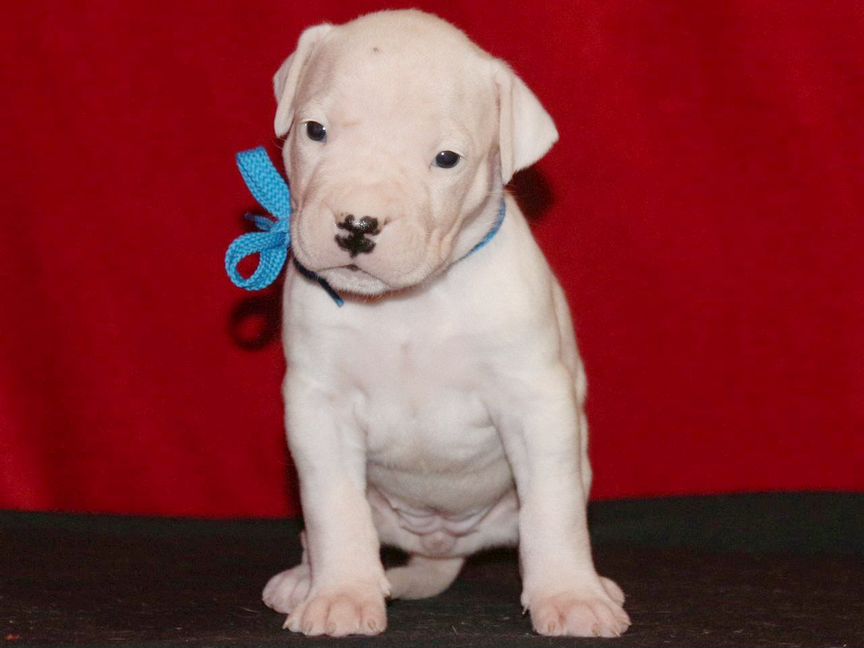 Аргентинский дог девочка в любимцы