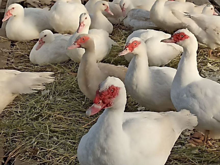 Индоутки тяжёлая линия и/яйцо