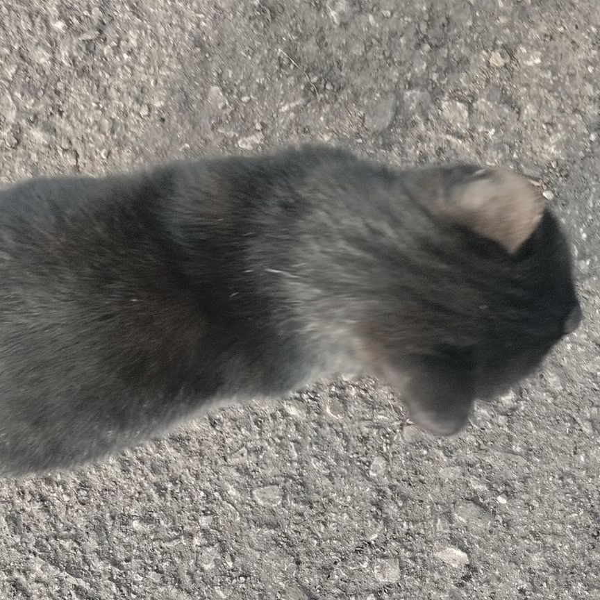 Кошка "Мулька"