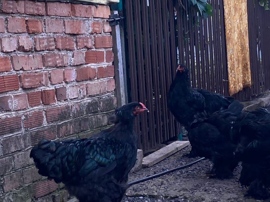 Петух брама