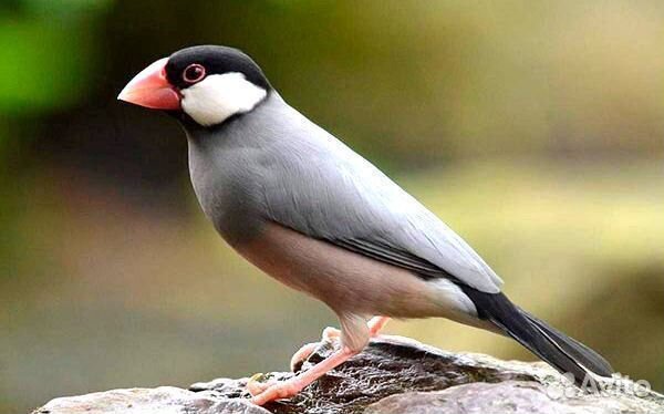 Амадина Рисовая