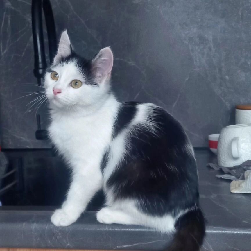 Отдам котенка в добрые руки