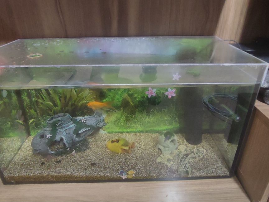 Аквариум с золотой рыбкой 2 тернециями и сомами