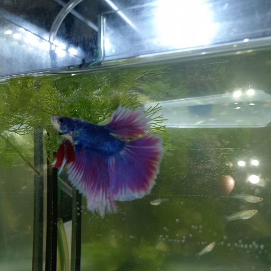 Мальки гуппи и взрослые пицилии, водные растения