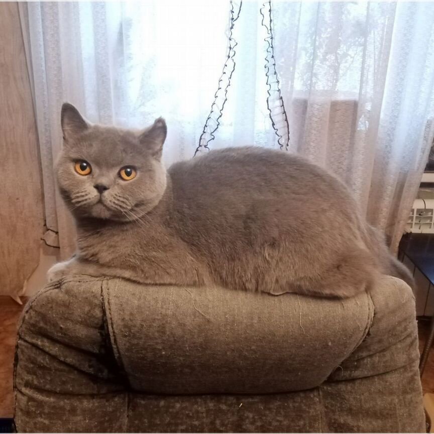Британская короткошёрстная, взрослая кошка