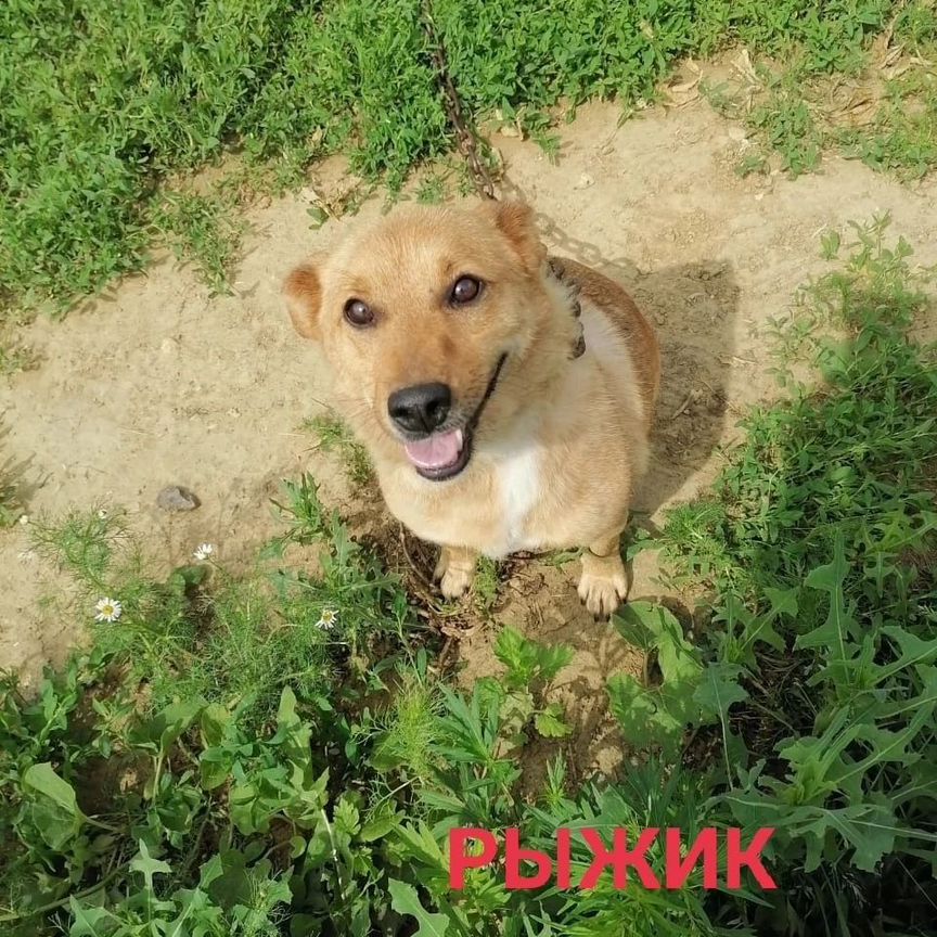 Собака в добрые руки