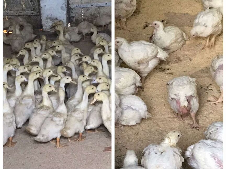 Утки бройлерные на забой