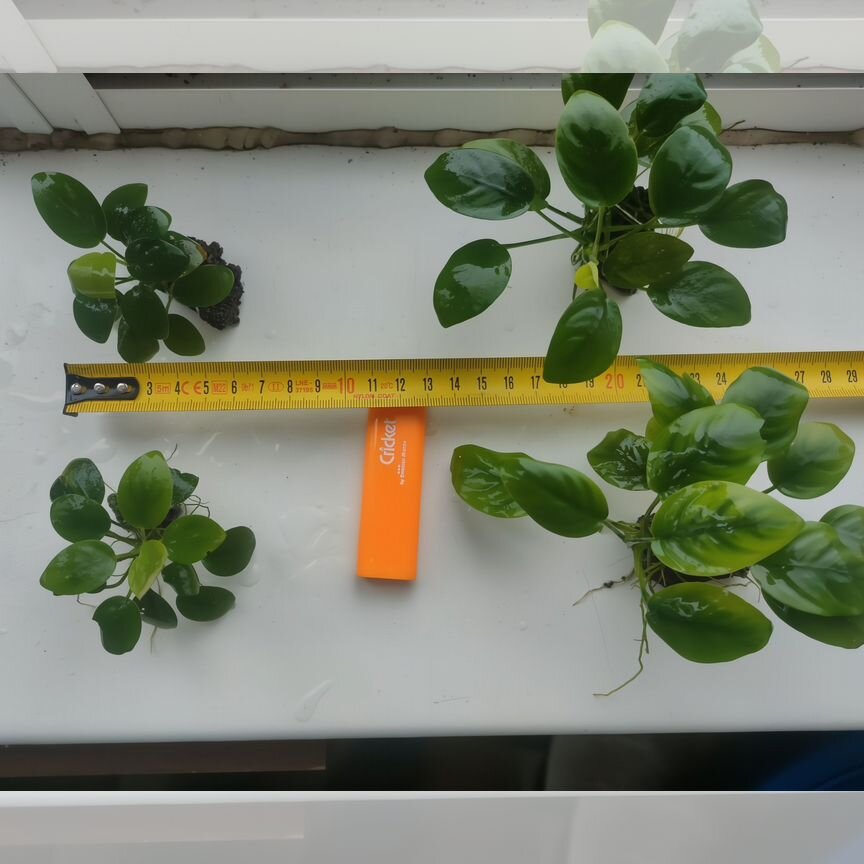 Аквариумное растение.Анубиас