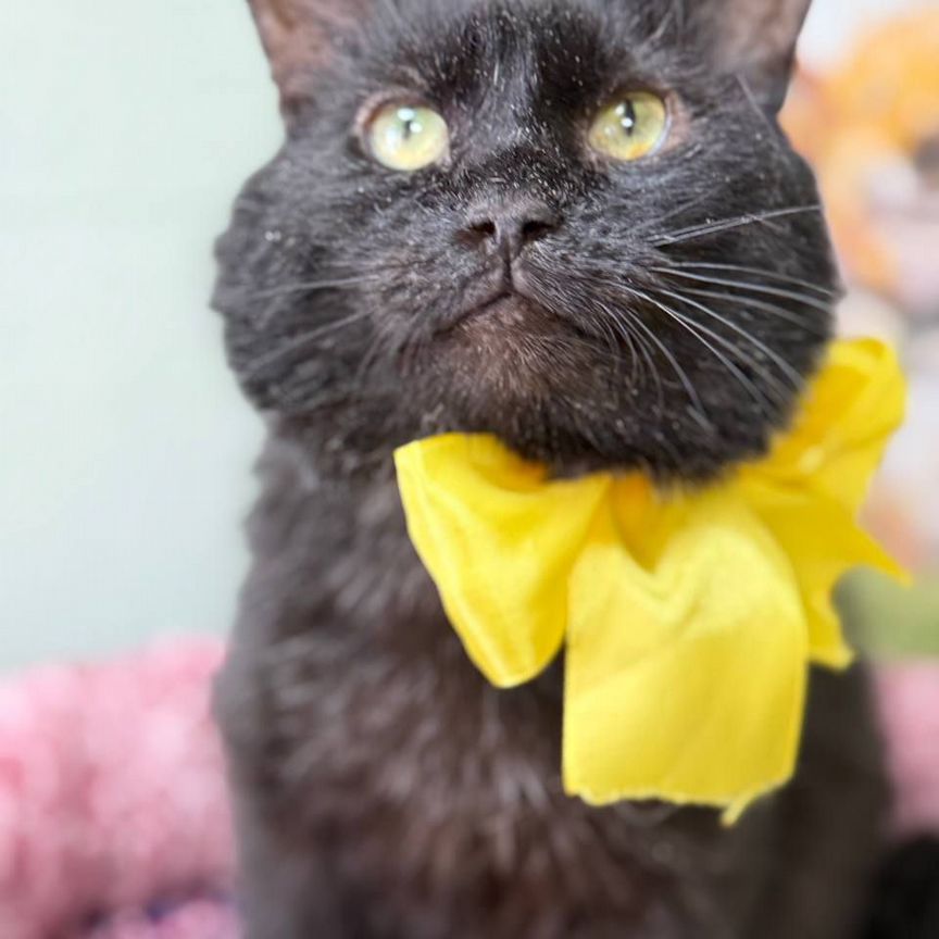 Космический котик Космос в поисках семьи