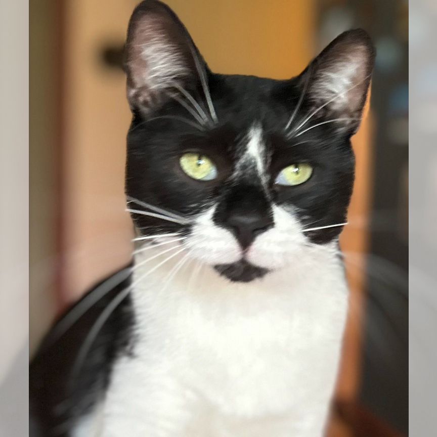 Европейский короткошёрстный, взрослый кот