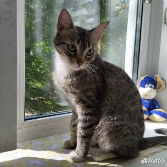 Милый полосатик ищет семью