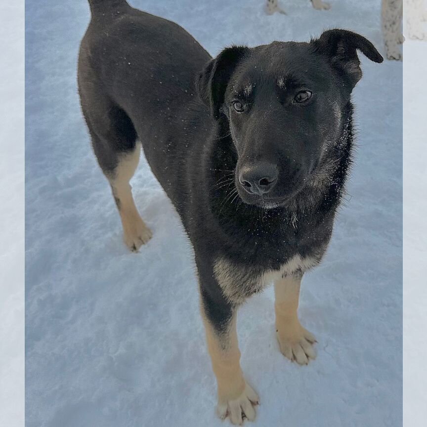 Щенок в добрые руки