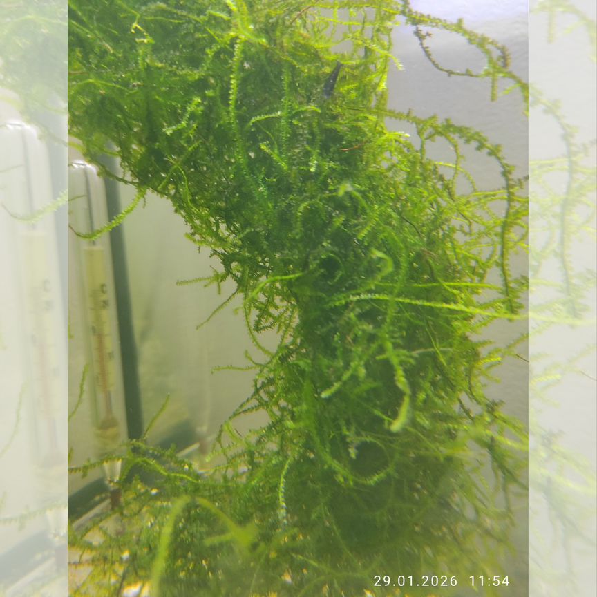 Продам банку яванского моха