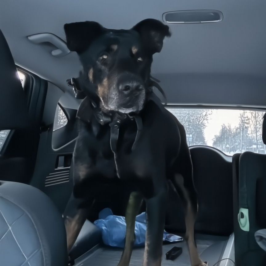 Босерон, взрослый пёс