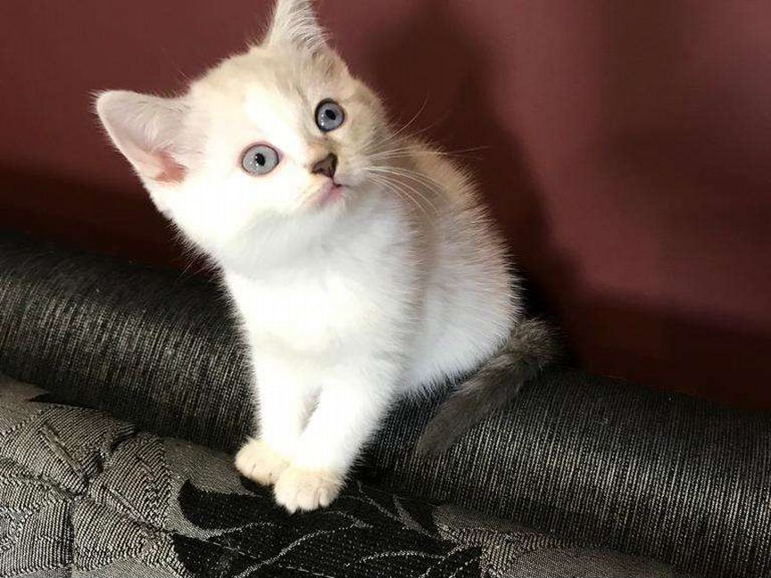 Сима, 2 месяца, ищет добрую и заботливую семью