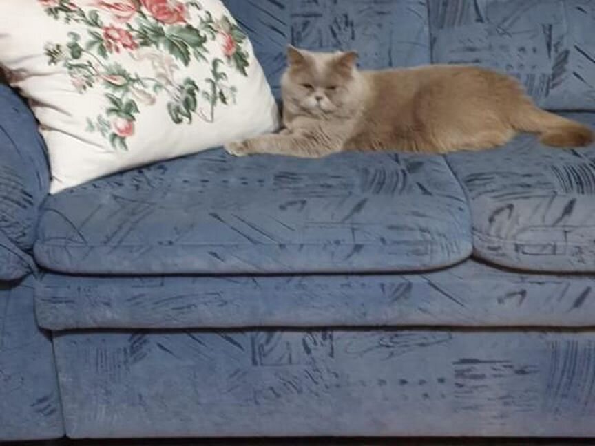 Отдам кота в добрые руки