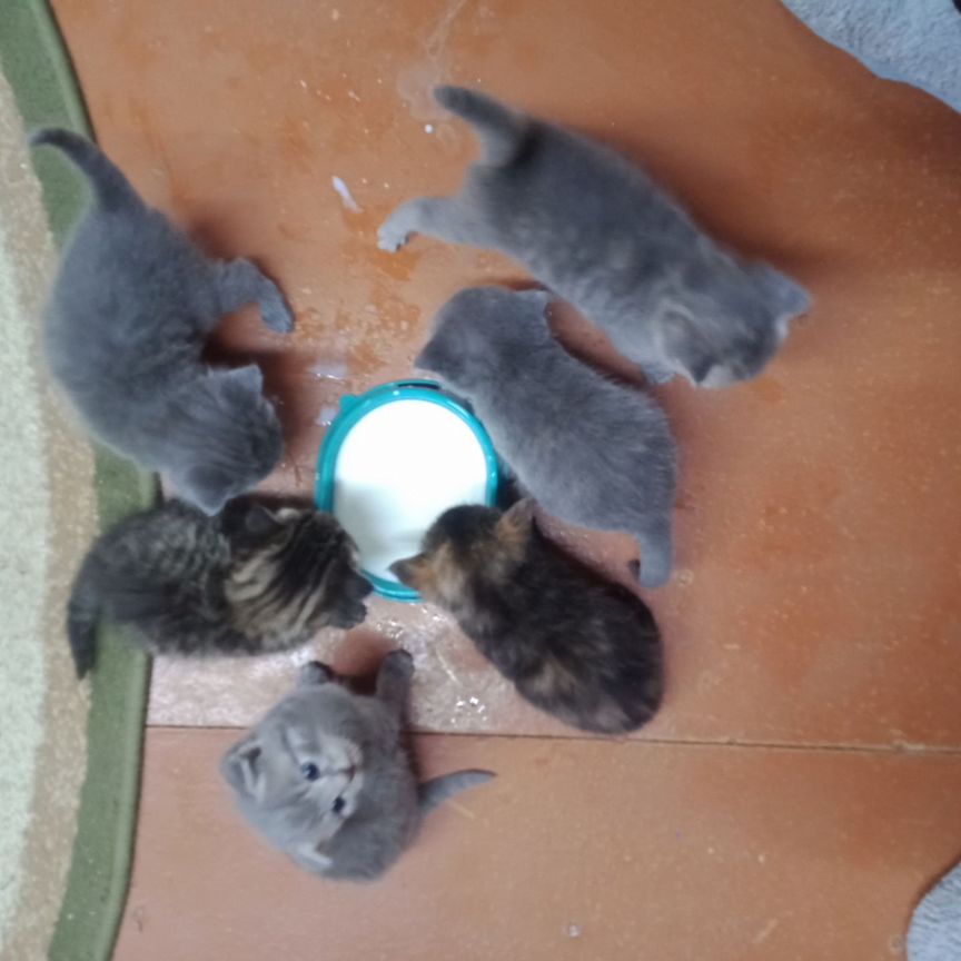 Отдам котят в добрые руки бор